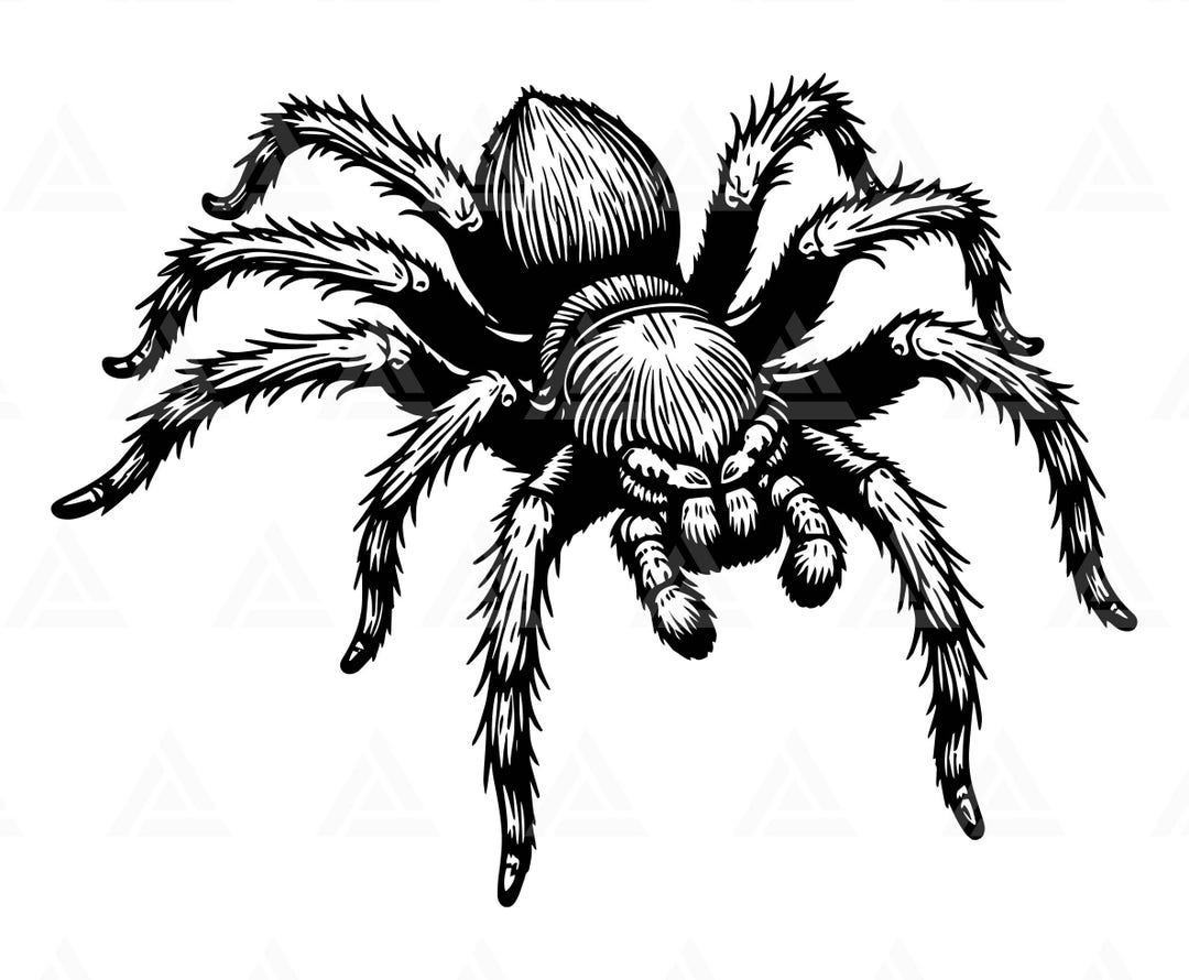 Spider Svg, Spider Png, Tarantula Svg, Tarantula Clipart. Cut File ...