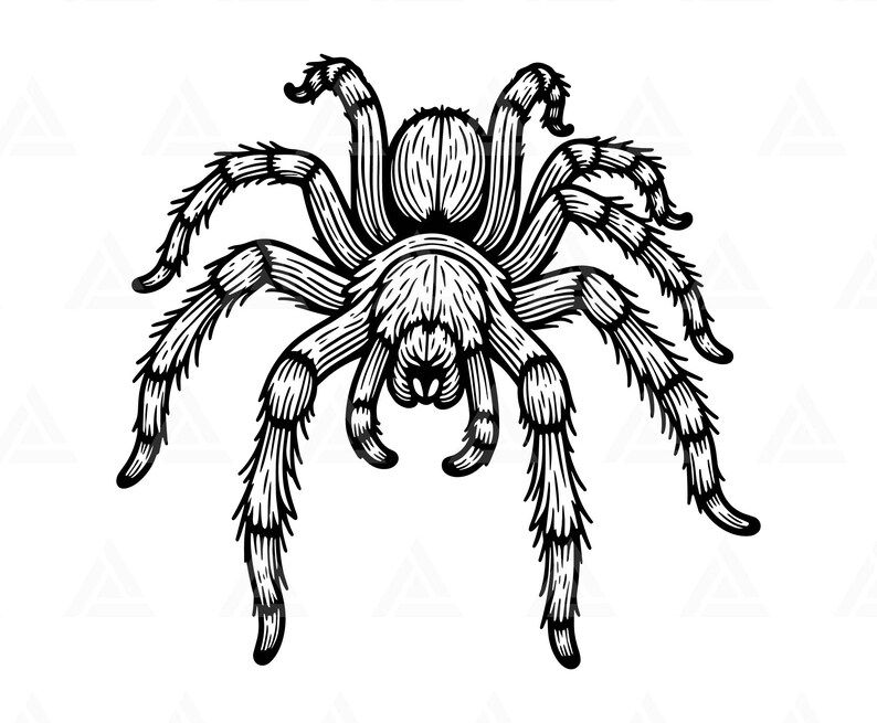 Spider Svg, Spider Png, Tarantula Svg. Cut File Cricut, Vector, Stencil ...