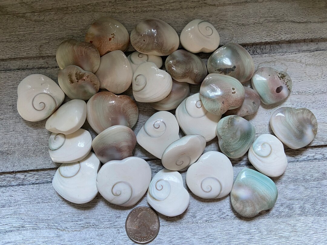 Heart Shape Shiva Shell - Etsy