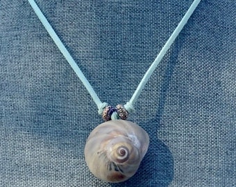 Moon Snail - Etsy