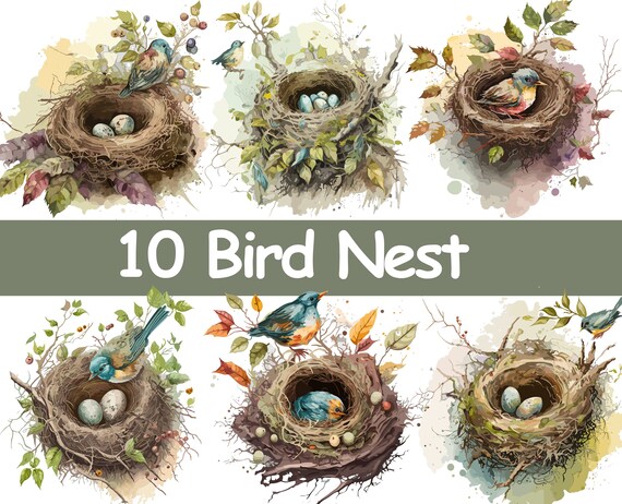 Cute Bird Nest Clipart