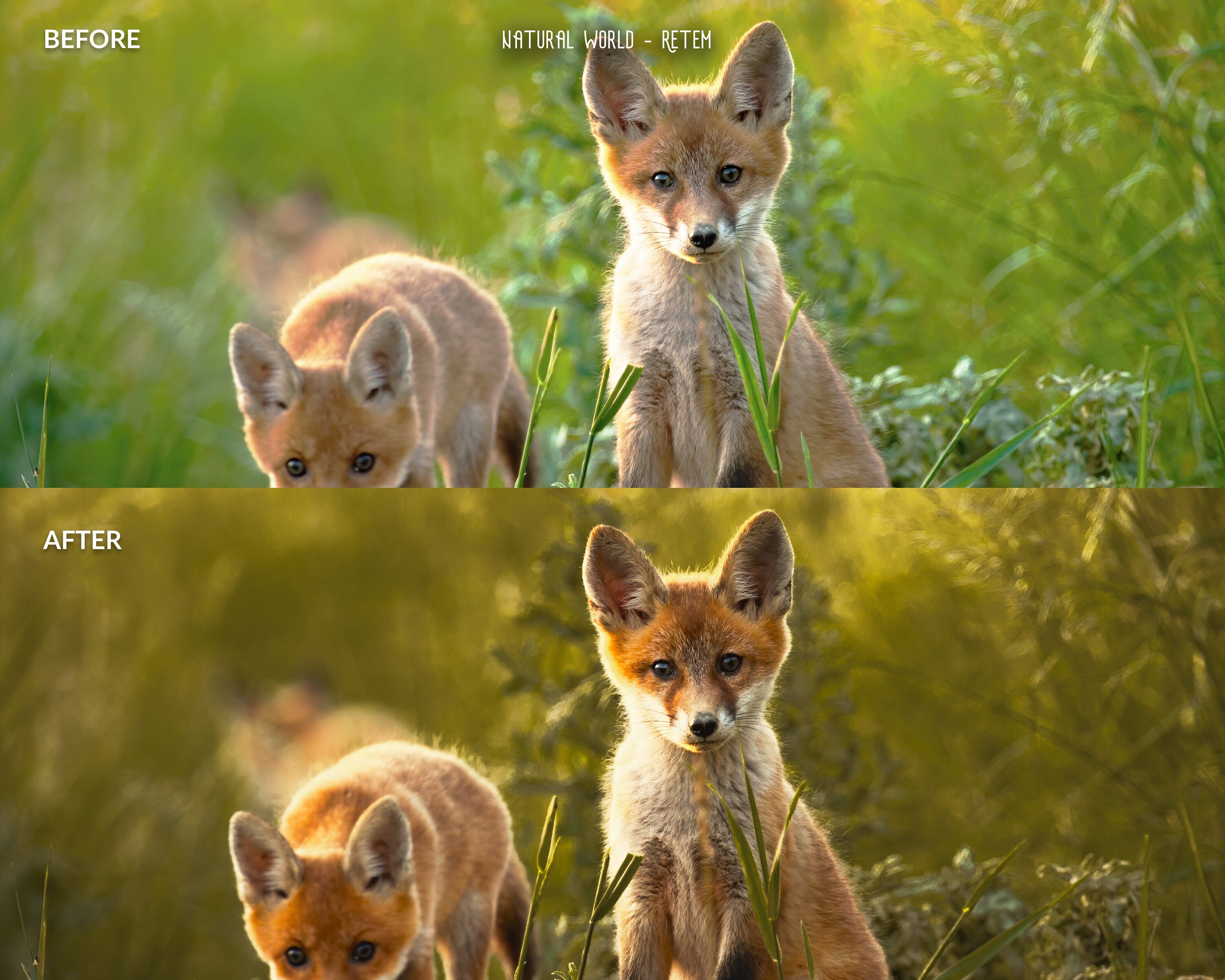 Natural Luts Color Grading Video and Photo Mobile & | Etsy