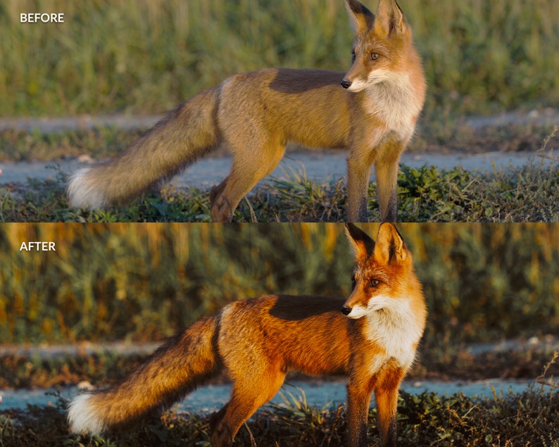 Kodak & Fuji Film Luts Color Grading Video and Photo | Etsy