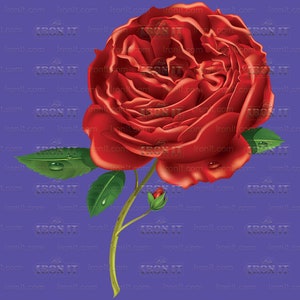 Red Rose Iron-on Heat Transfer, Floral DTF Transfers, Home Iron Flower ...