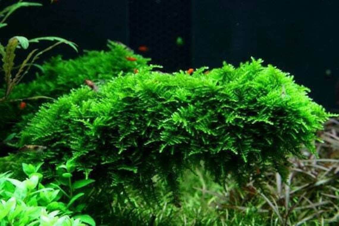 Starter Pack Live Aquarium Plant Aquatic Tropical Fish Java Moss Crypt ...