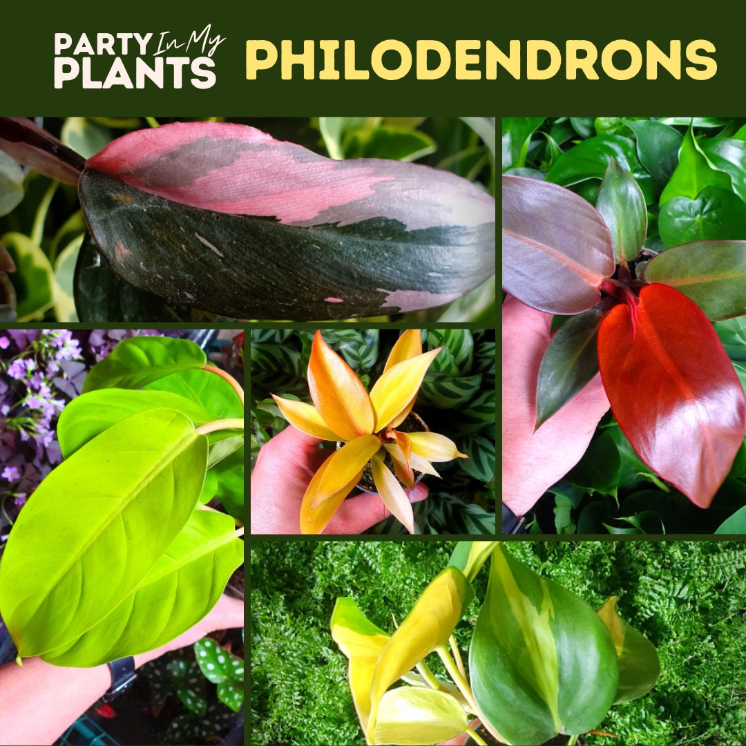 Philodendron House Plants HUGE SELECTION Indoor Houseplant Easy Care ...