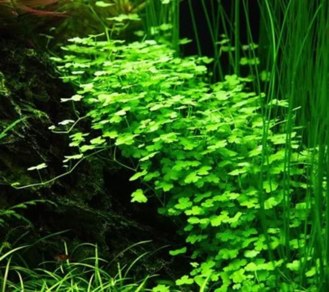 Easy Live Aquarium Plant Pack Aquatic Tropical Fish Moss Crypt - Etsy UK