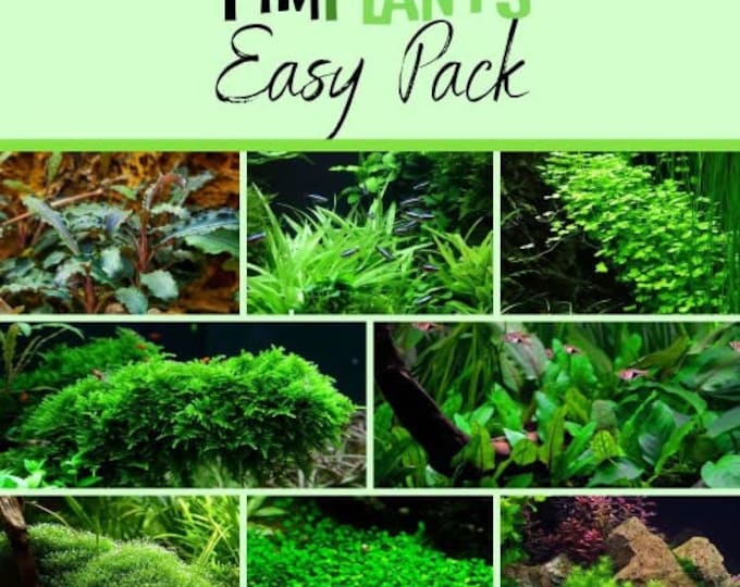 Easy Live Aquarium Plant Pack Aquatic Tropical Fish Moss Crypt Rotala ...