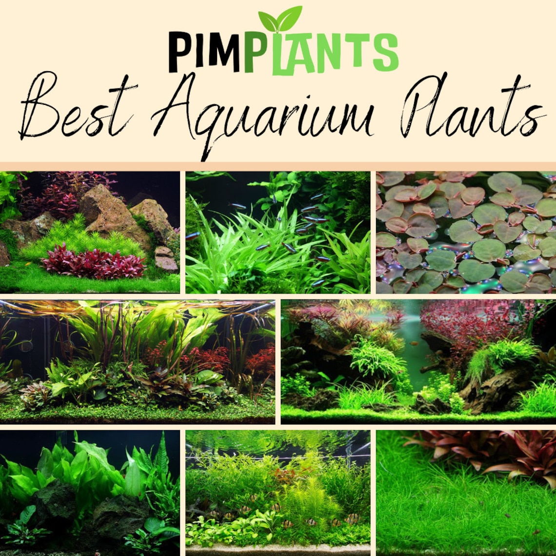 Best Aquarium Plants Pack Live Aquatic Plant Pack Surprise - Etsy UK