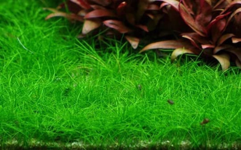 Easy Live Aquarium Plant Pack Aquatic Tropical Fish Moss Crypt Rotala ...