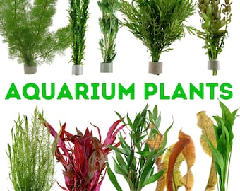25 Aquarium Plants Aquatic Tropical Fish Tank Live Plants Plant - Etsy UK