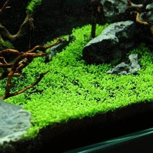 Easy Live Aquarium Plant Pack Aquatic Tropical Fish Moss Crypt Rotala ...