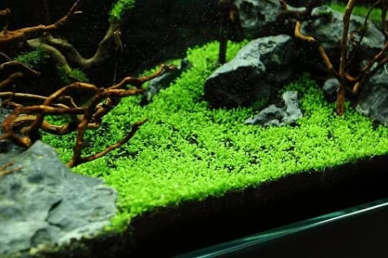Easy Live Aquarium Plant Pack Aquatic Tropical Fish Moss Crypt Rotala ...