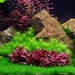 Starter Pack Live Aquarium Plant Aquatic Tropical Fish Java Moss Crypt ...