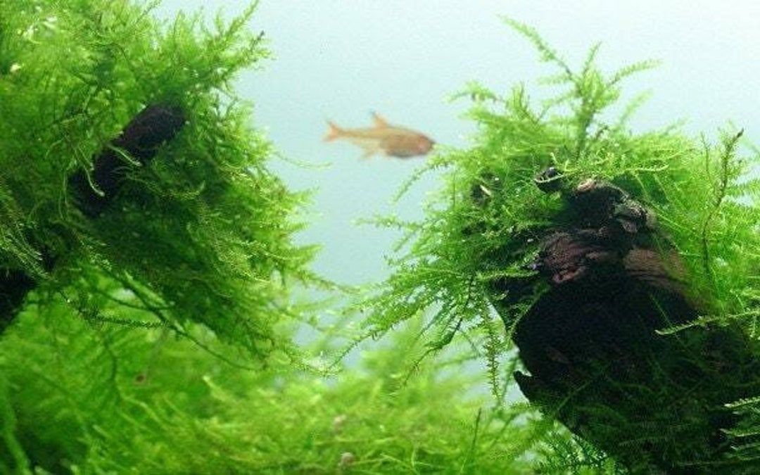 Java Moss Barberi Easy Aquarium Aquatic Moss Shrimp Guppy Fry - Etsy