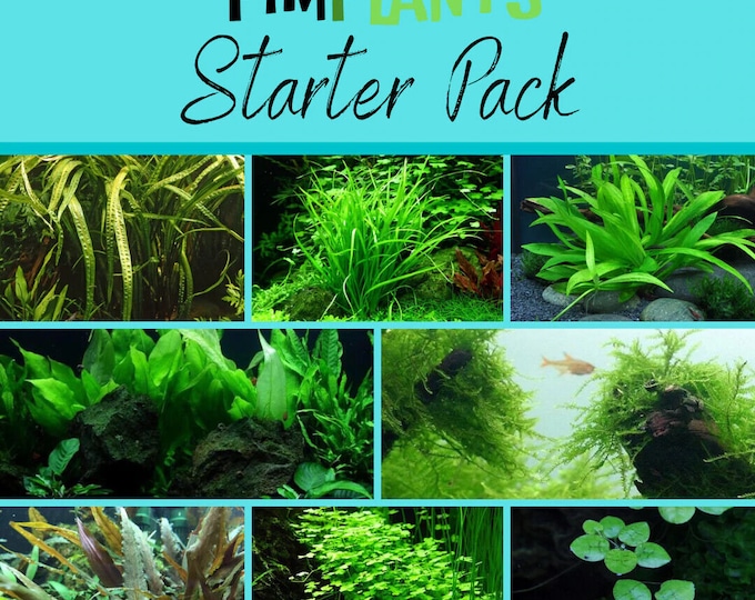 25 Aquarium Plants Aquatic Tropical Fish Tank Live Plants Plant - Etsy UK