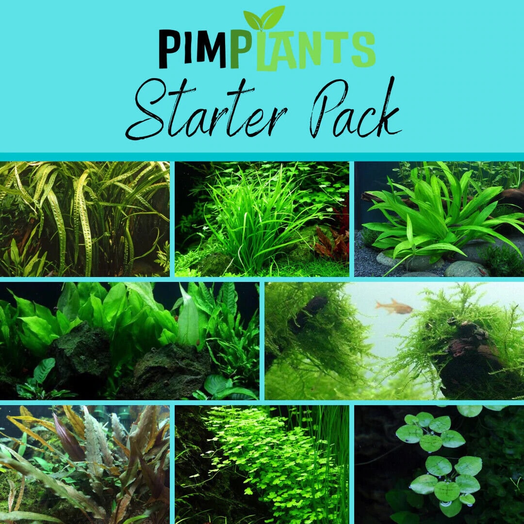 Starter Pack Live Aquarium Plant Aquatic Tropical Fish Java Moss Crypt ...