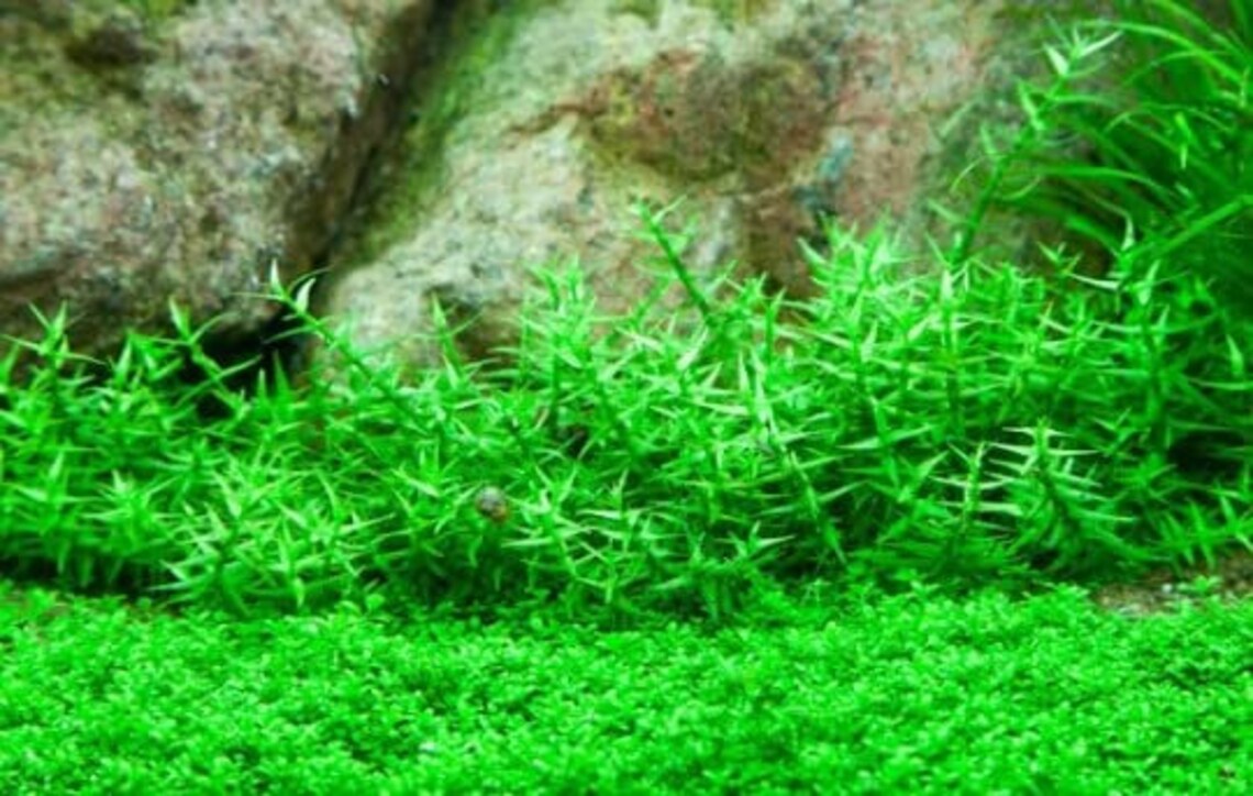 Easy Live Aquarium Plant Pack Aquatic Tropical Fish Moss Crypt - Etsy UK