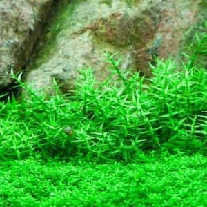 Easy Live Aquarium Plant Pack Aquatic Tropical Fish Moss Crypt Rotala ...