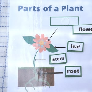 Parts of a Plant Pre-k Printable Activity Page for Busy Book/learning ...