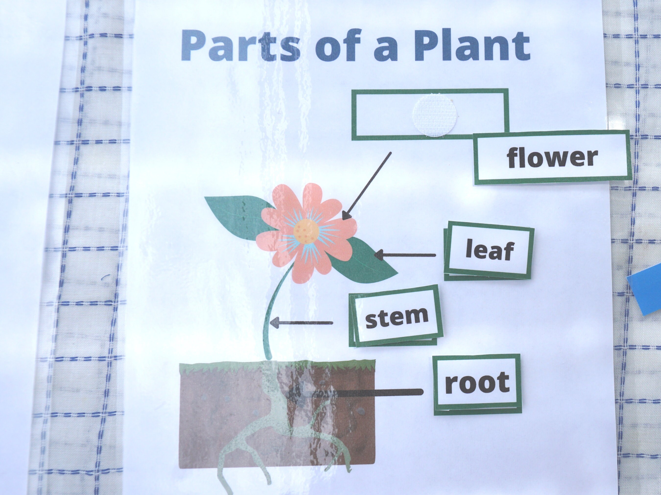 Parts of a Plant Pre-k Printable Activity Page for Busy Book/learning ...
