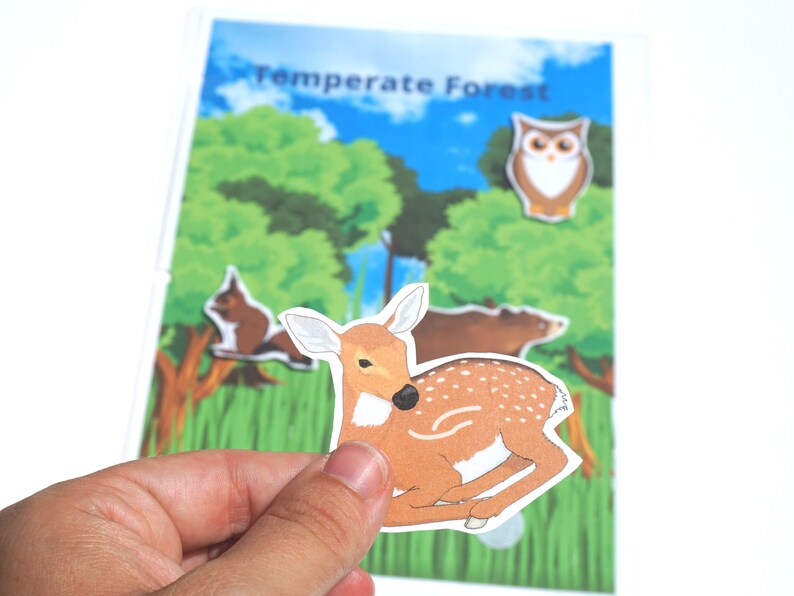 Temperate Forest Printable Matching Activity for Preschool Learning ...