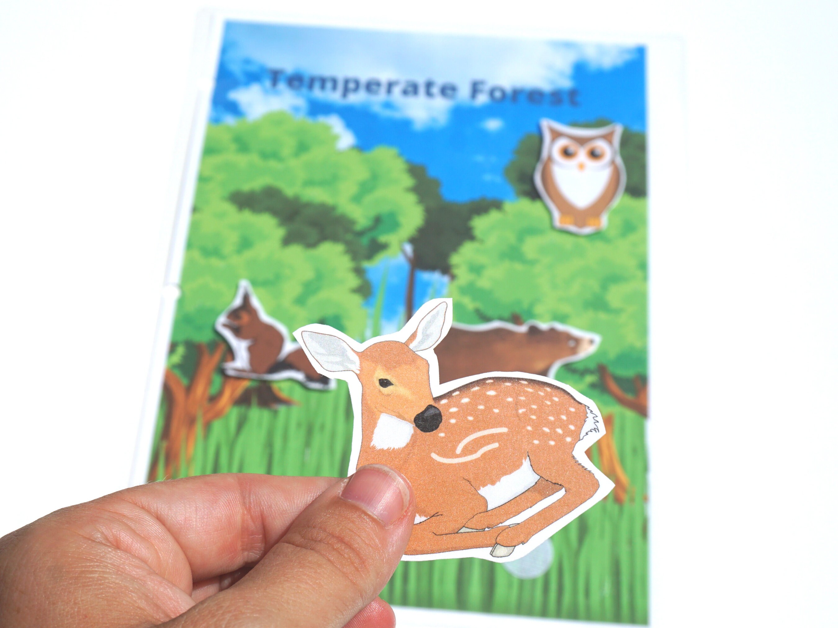 Temperate Forest Printable Matching Activity for Preschool Learning ...