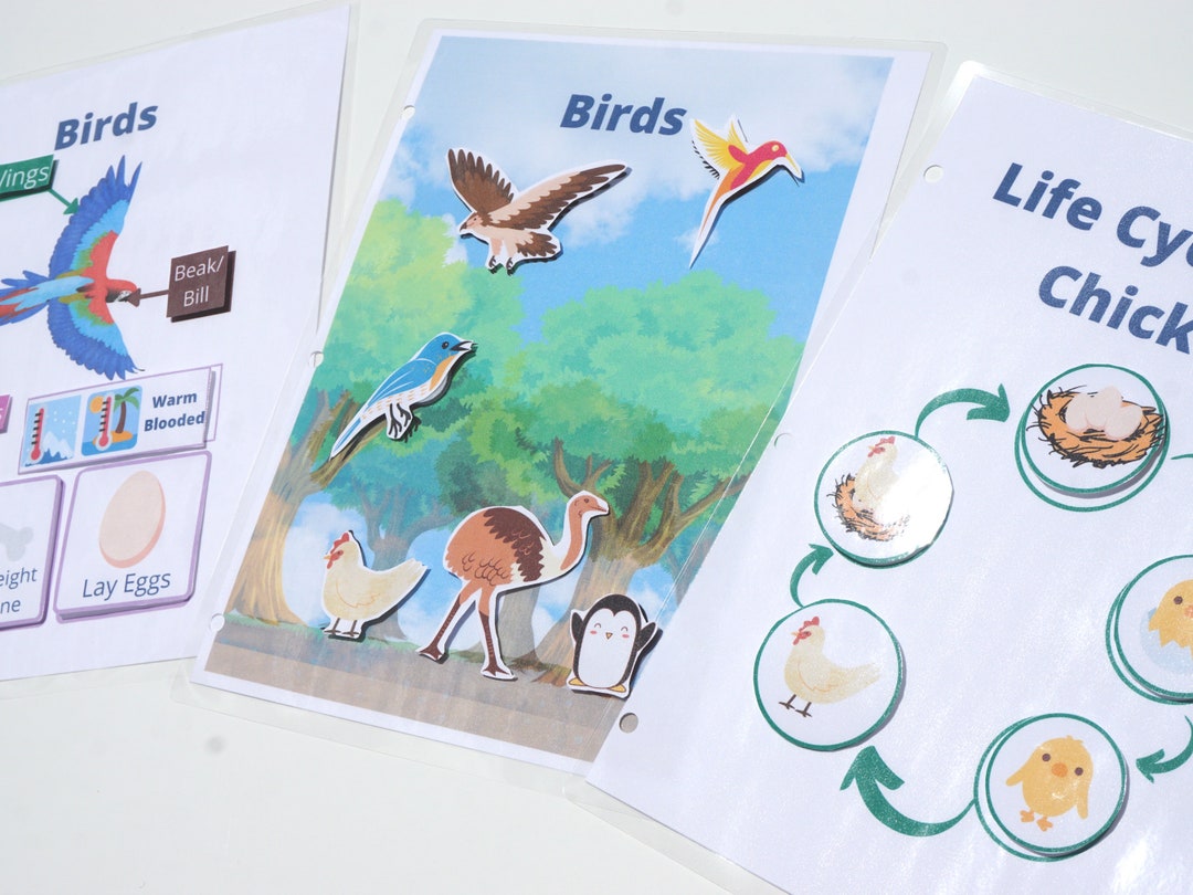 Bird Activity Printable Bundle for Preschool Busy Book | Pre-k Science ...