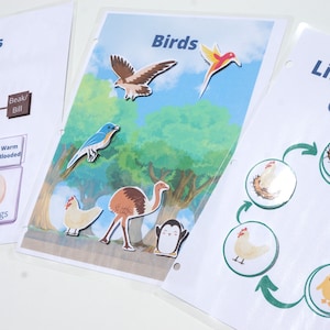 Bird Activity Printable Bundle for Preschool Busy Book | Pre-k Science ...