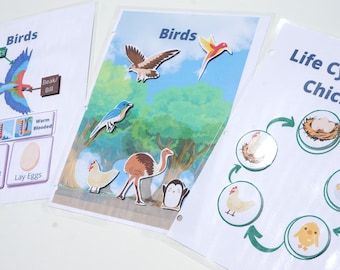 Bird Life Cycle - Etsy