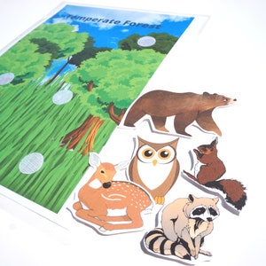 Temperate Forest Printable Matching Activity for Preschool Learning ...
