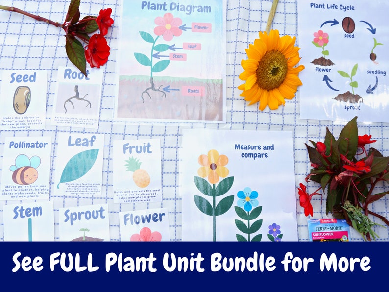 Pre-k Plant Busy Book Printable Activity Bundle | Plant Unit for ...