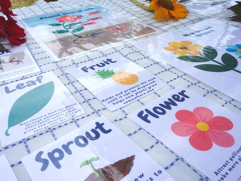 Plant Unit Study Printable BUNDLE for Preschool, Pre-k, Kindergarten ...