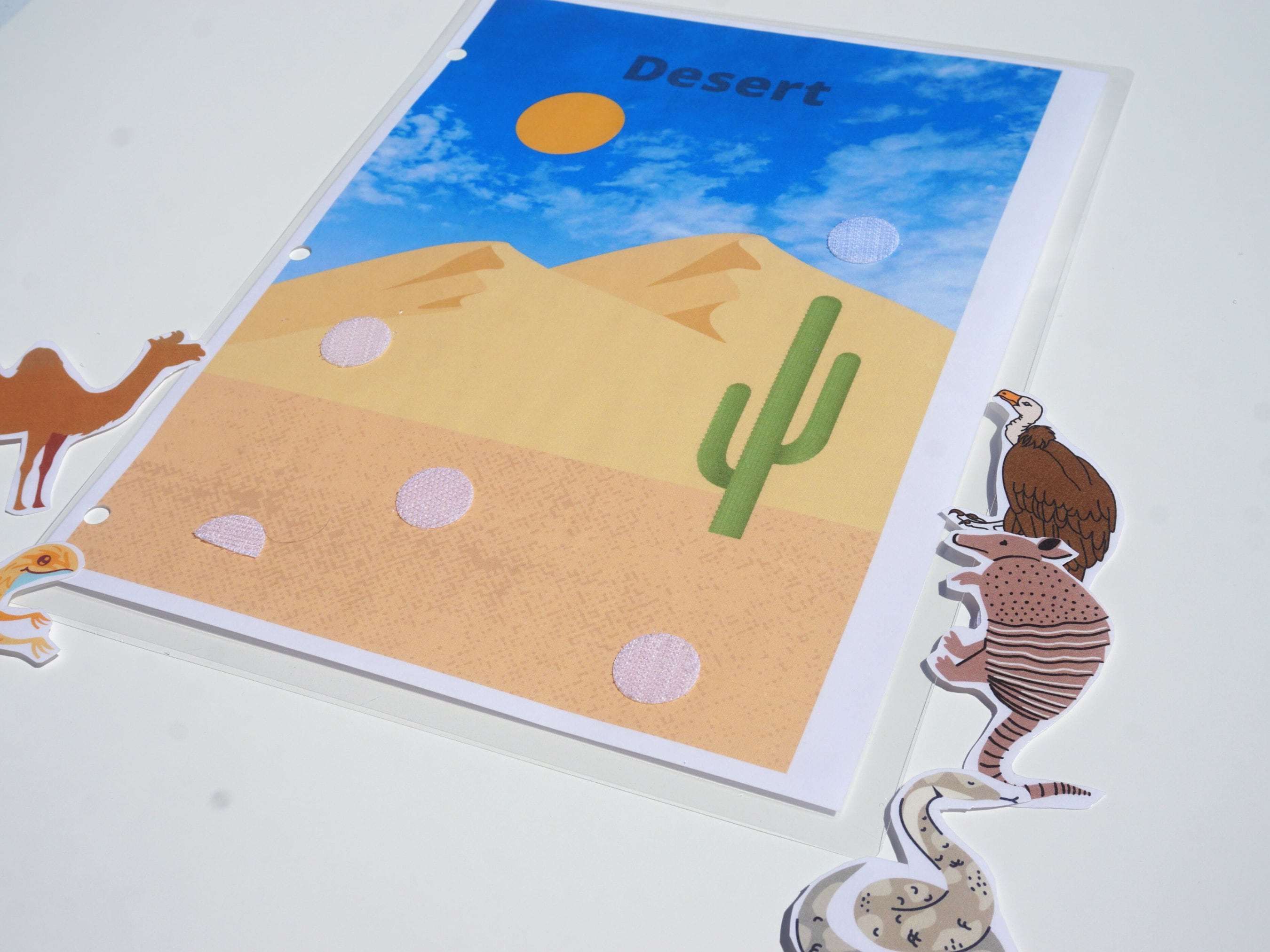 Desert Animal Habitat and Biome Printable Download Activity for Busy ...