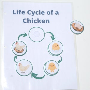 Bird Activity Printable Bundle for Preschool Busy Book | Pre-k Science ...