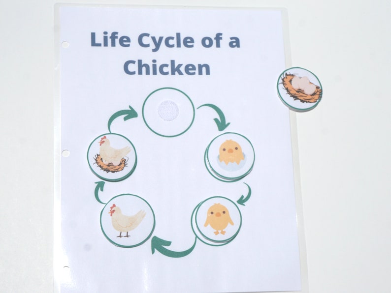 Bird Activity Printable Bundle for Preschool Busy Book | Pre-k Science ...