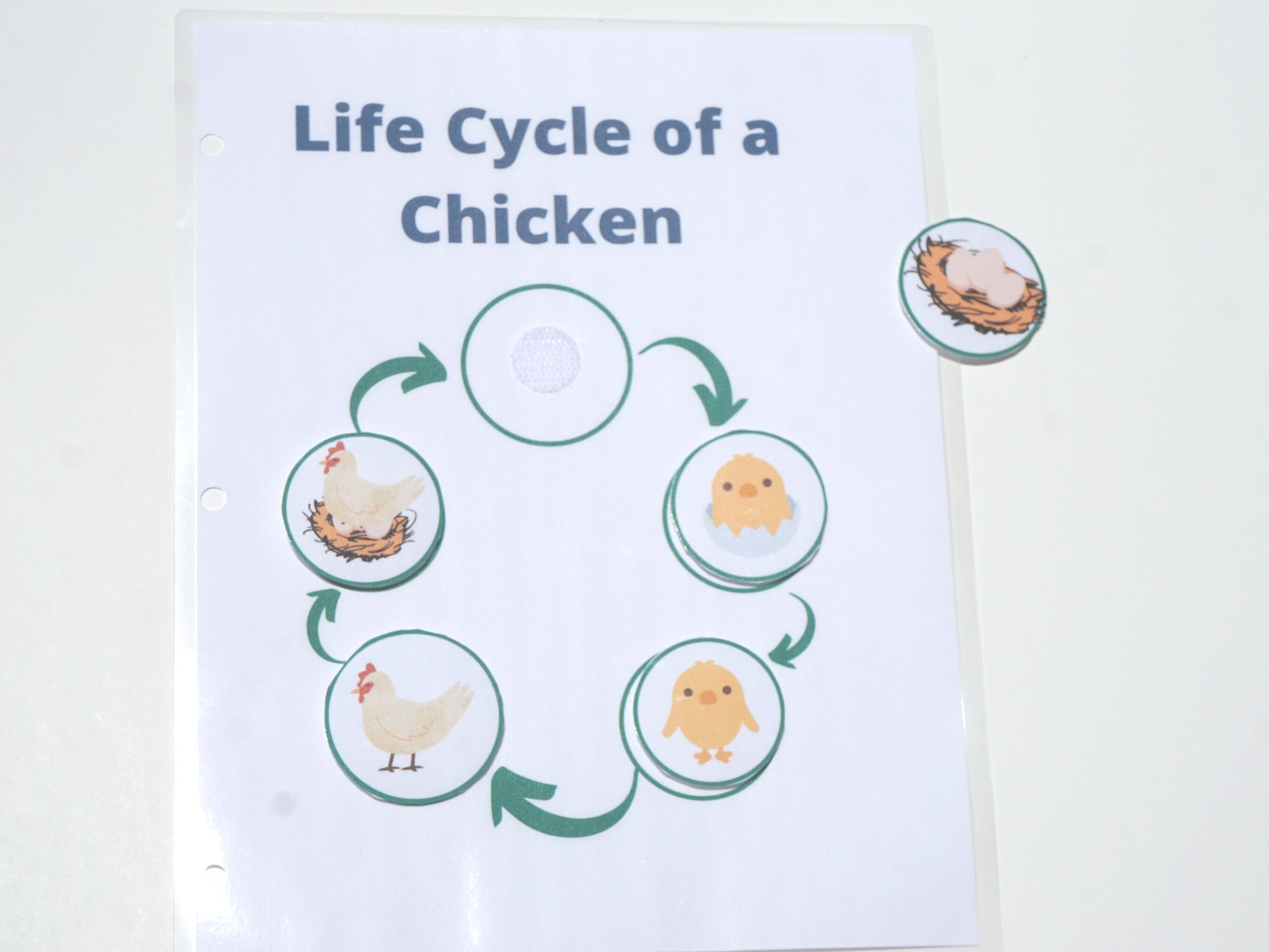 Bird Activity Printable Bundle for Preschool Busy Book | Pre-k Science ...