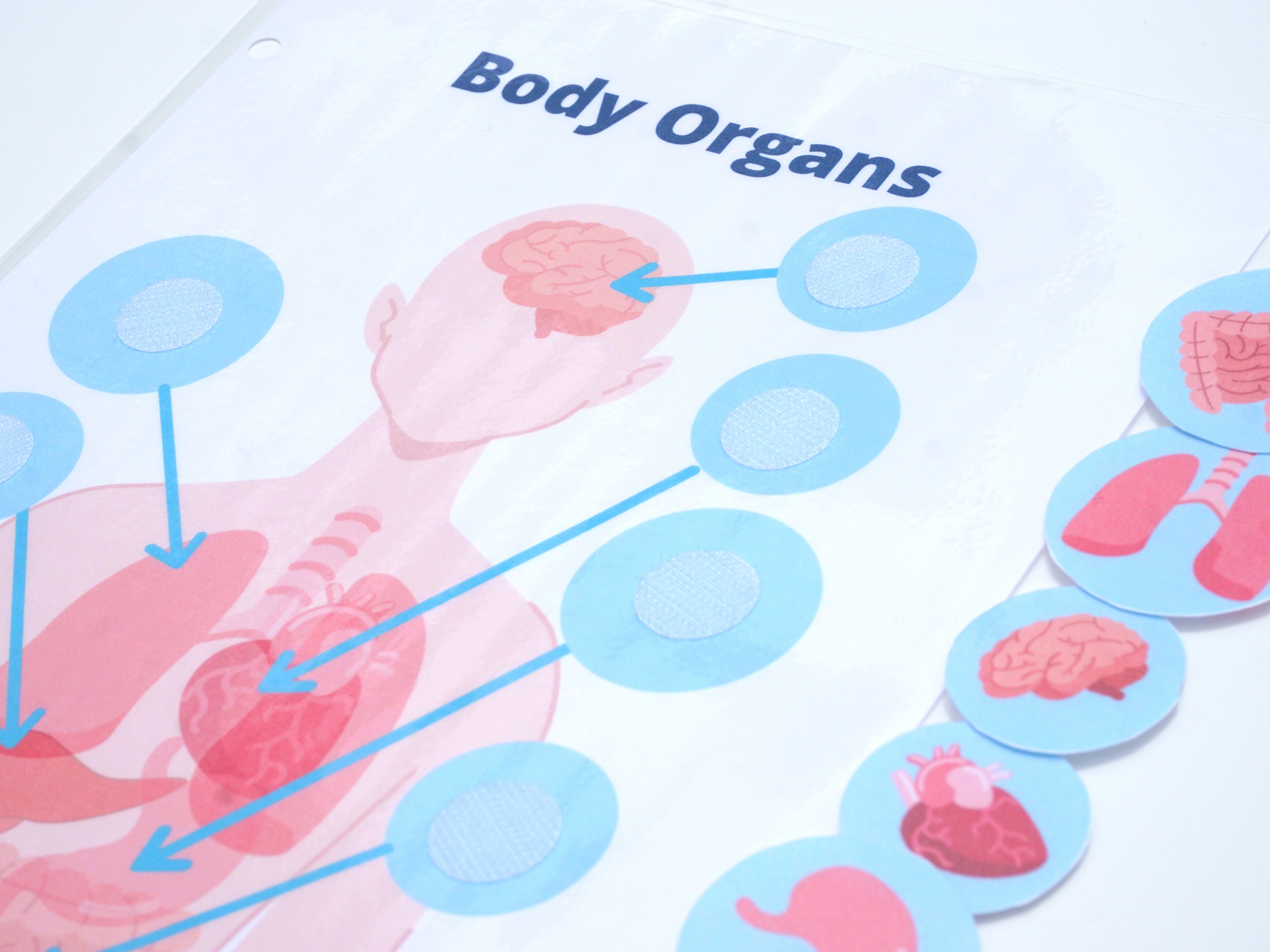 Human Anatomy Busy Book Printable | Pre-k Printable Activity for ...