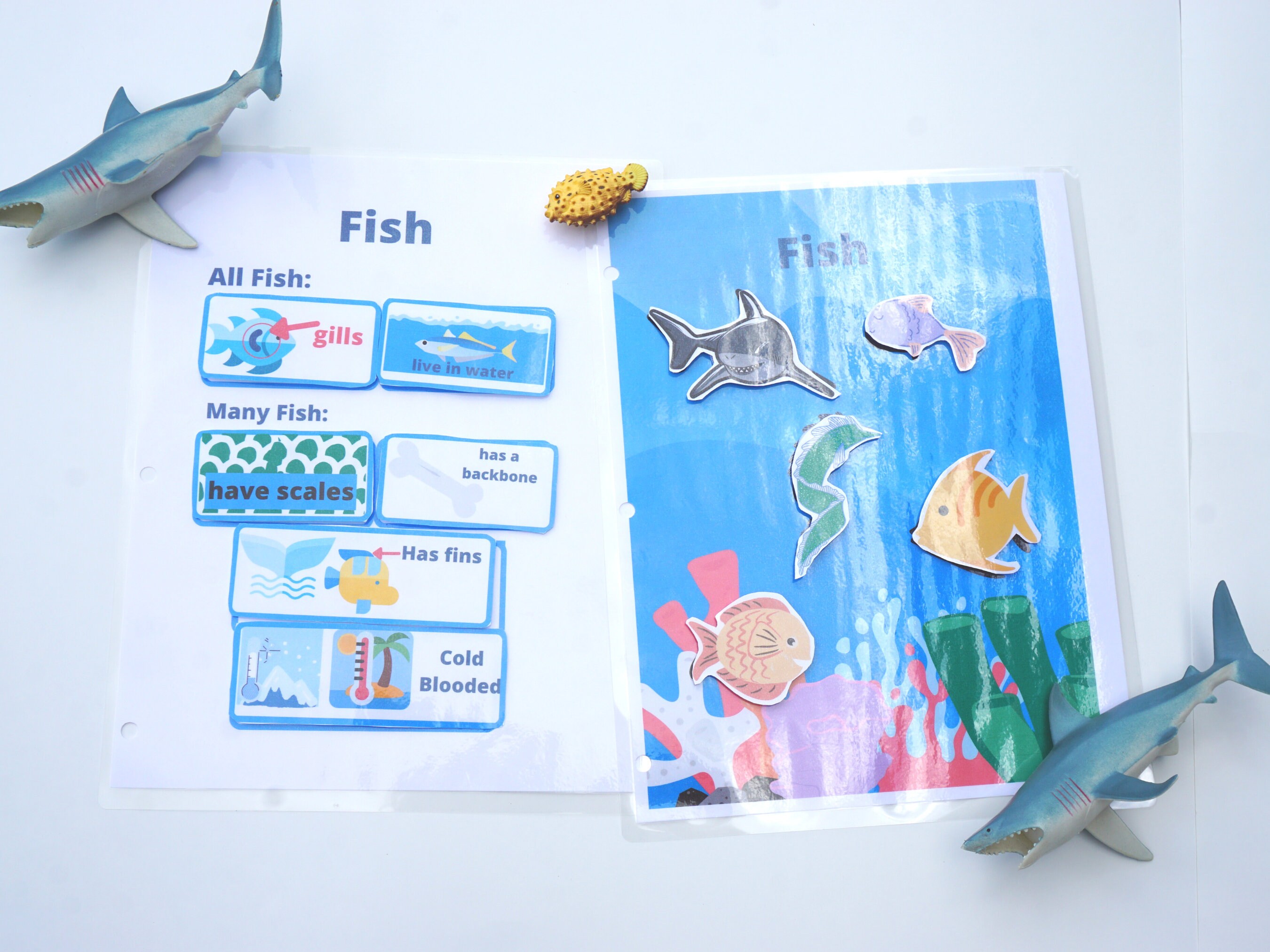 Pre-k Fish Printable Activities for Busy Book | Fish Unit | What is a ...