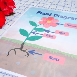 Plant Unit Study Printable BUNDLE for Preschool, Pre-k, Kindergarten ...