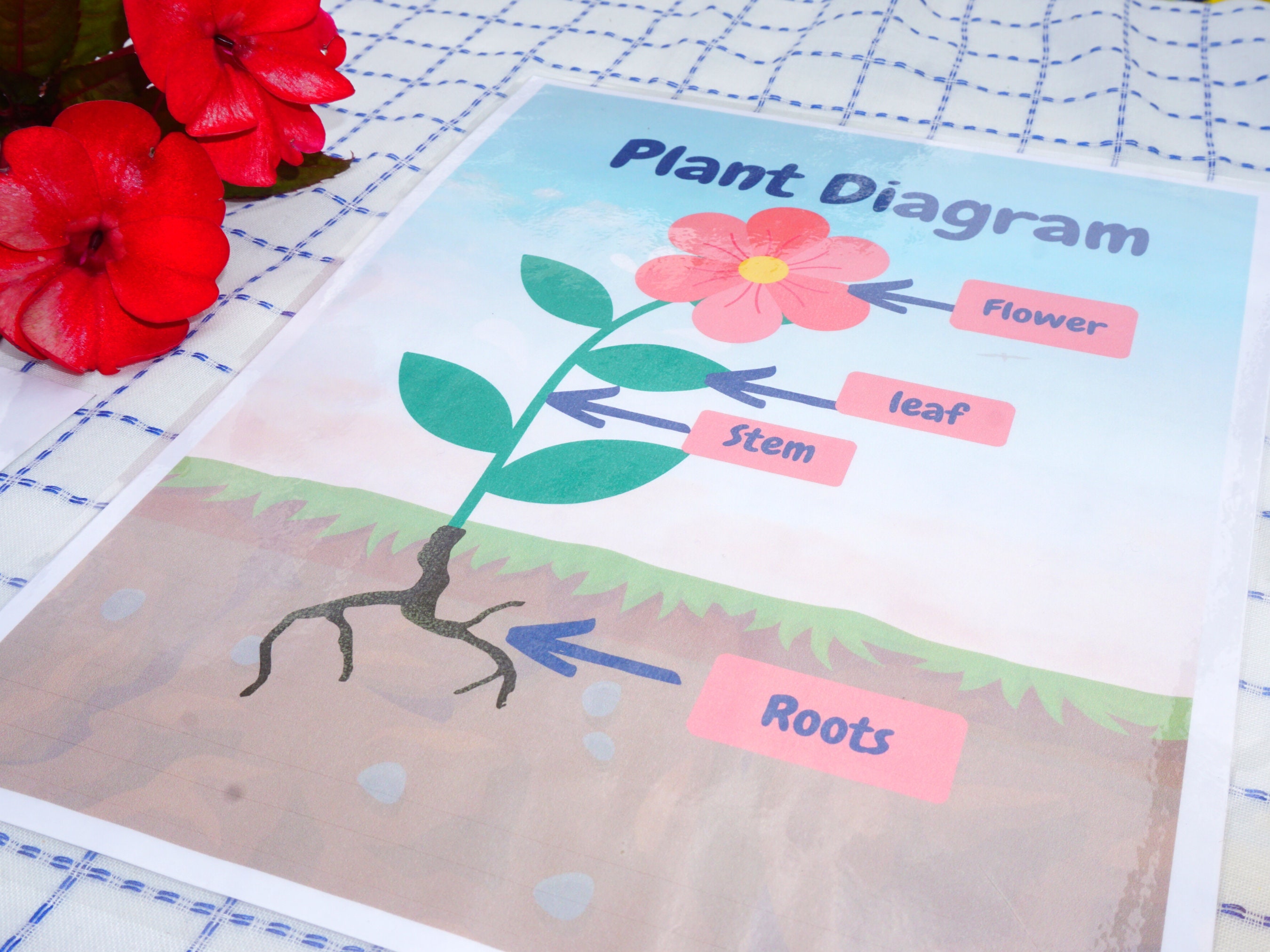 Plant Unit Study Printable BUNDLE for Preschool, Pre-k, Kindergarten ...