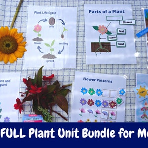 Plant Diagram Poster Printable Download for Pre-k Plant Unit Study ...