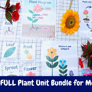 Flower Shop Pretend Play Printable Activity | Plant Unit | Preschool ...