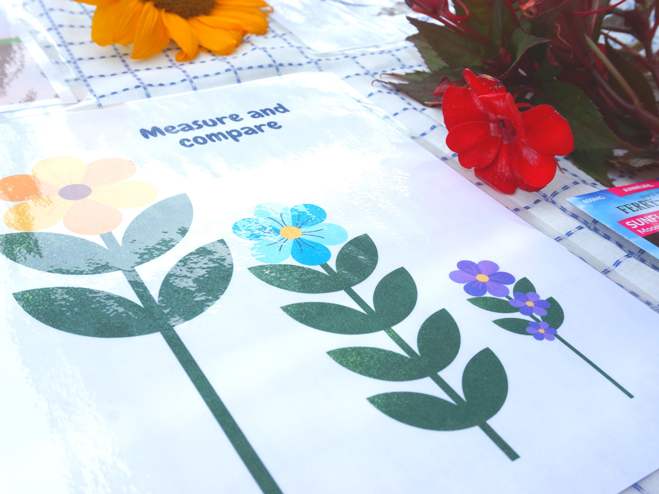 Compare, Contrast, and Measure Flowers Plants Printable Activity ...
