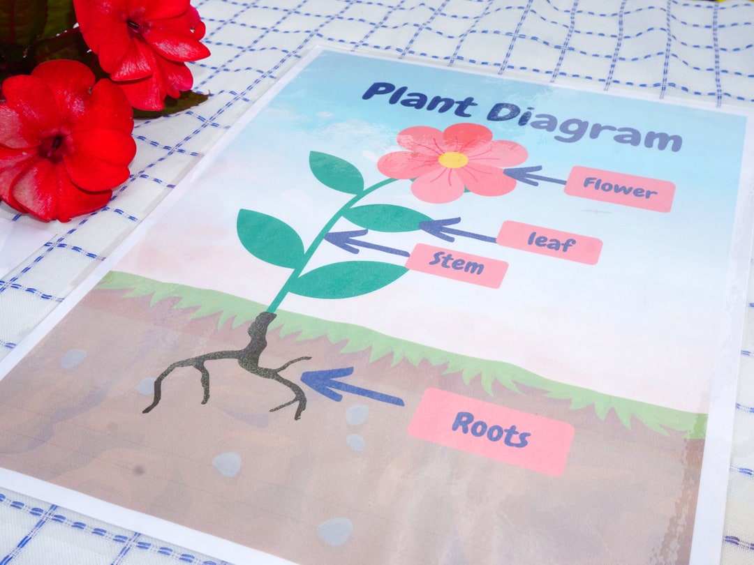 Plant Diagram Poster Printable Download for Pre-k Plant Unit Study ...