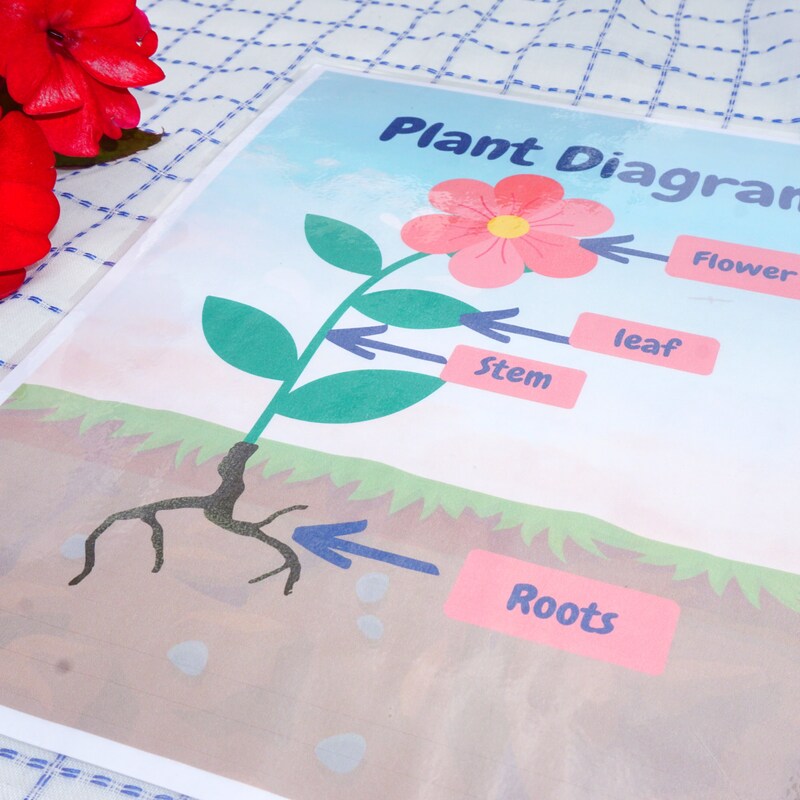 Plant Diagram - Etsy