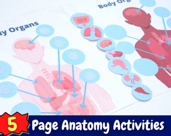 Parts of the Body Labelling Activity Human Anatomy Education Organs ...
