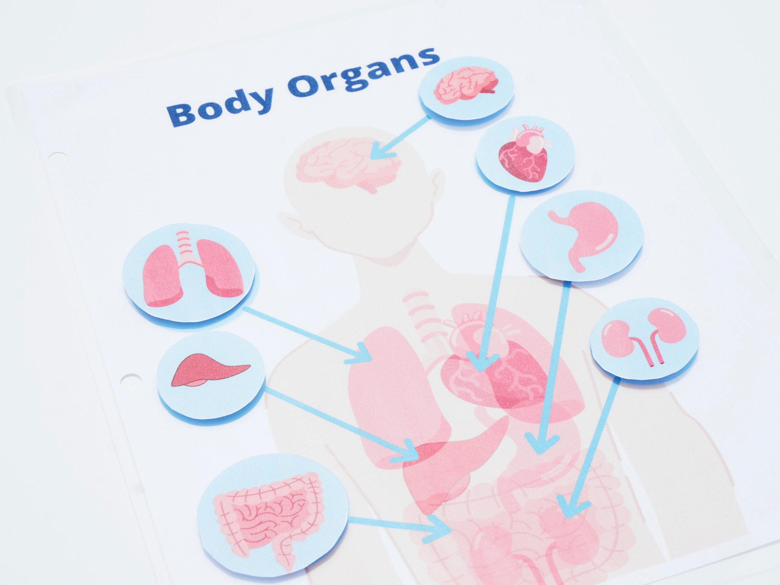 Human Anatomy Busy Book Printable | Pre-k Printable Activity for ...