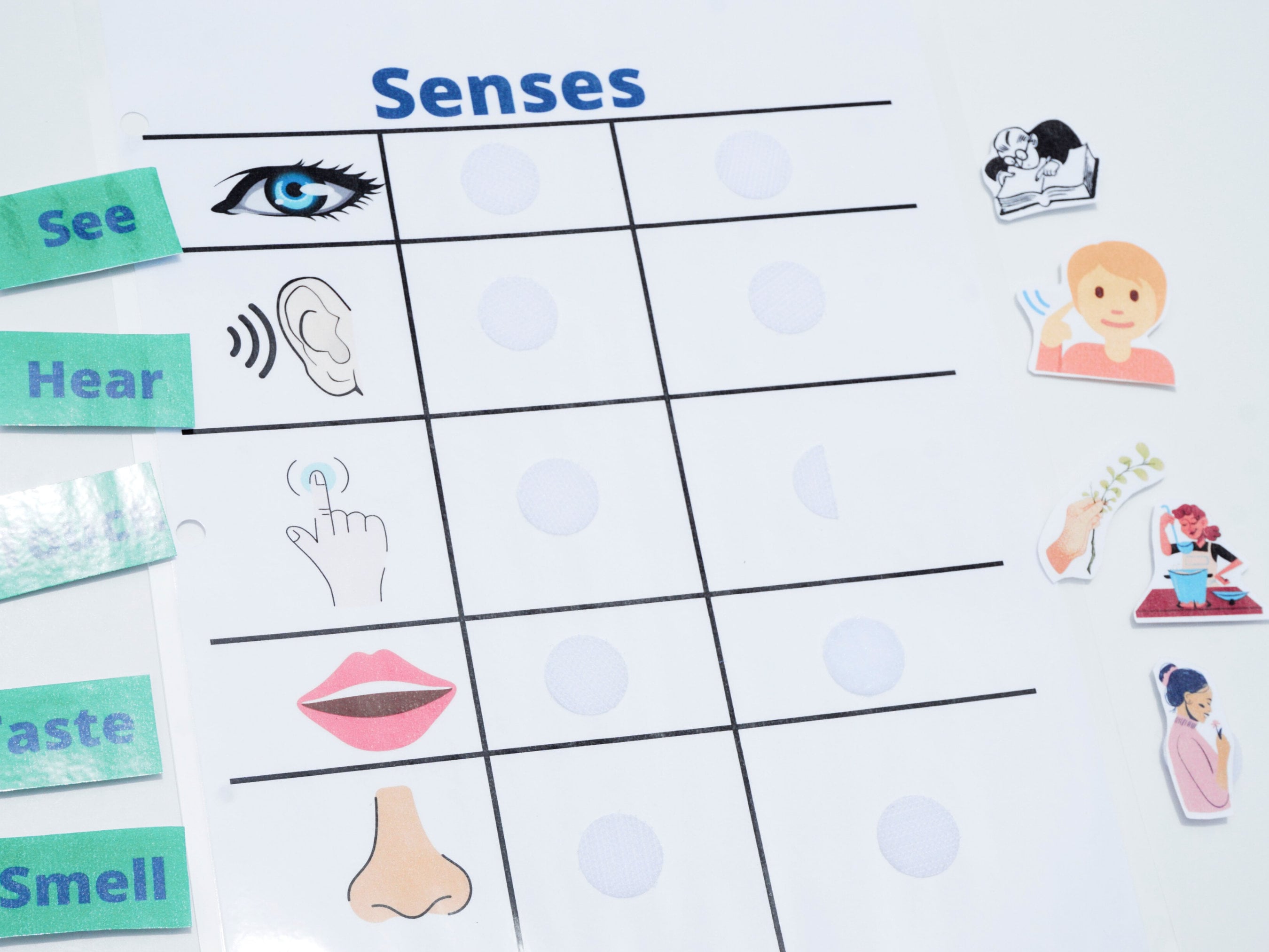 5 Senses Matching Busy Book Activity | Pre-k Printable Human Body ...