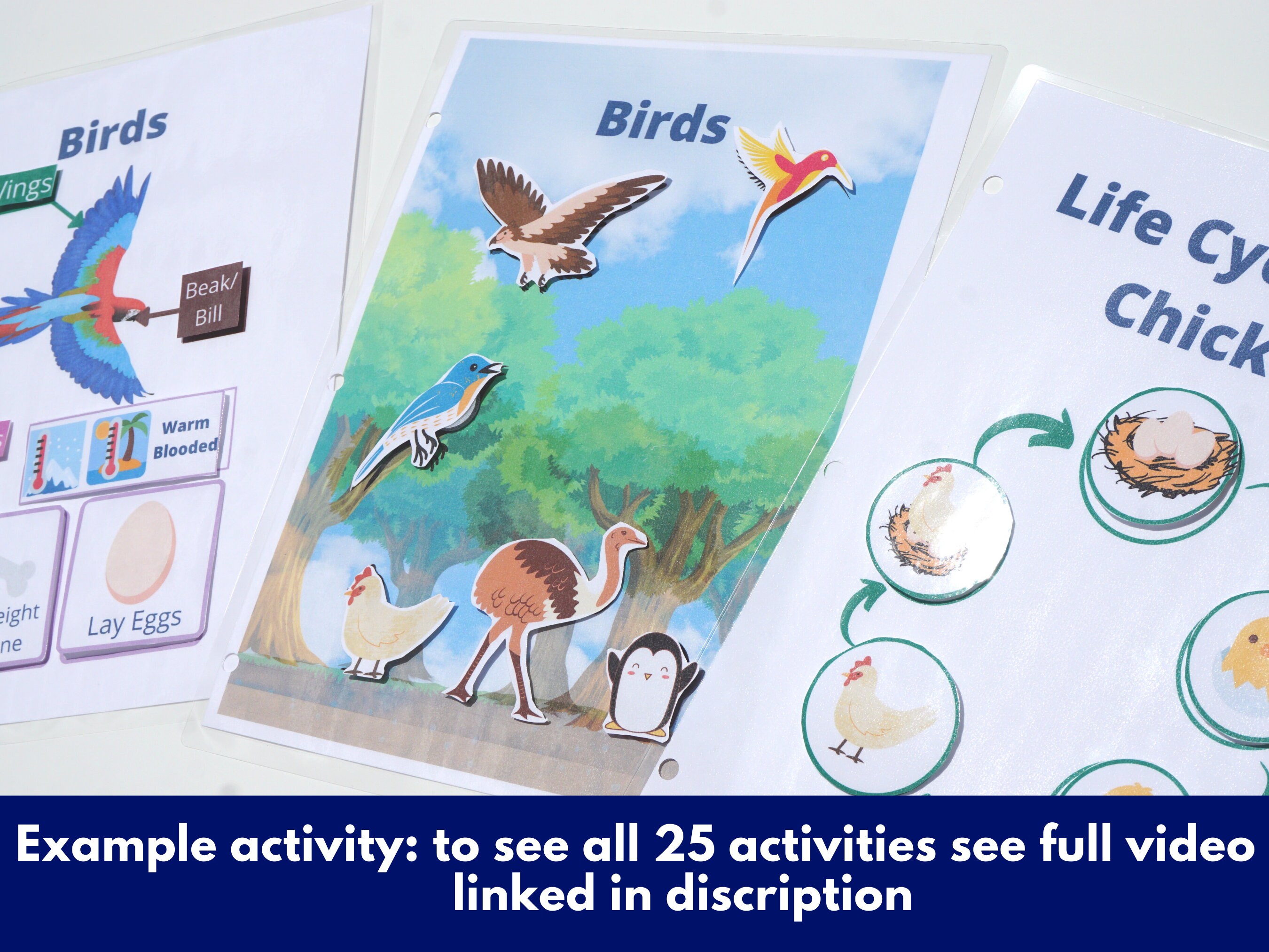 Pre-k Animal Busy Book Printable Activity | Animal Classifications ...